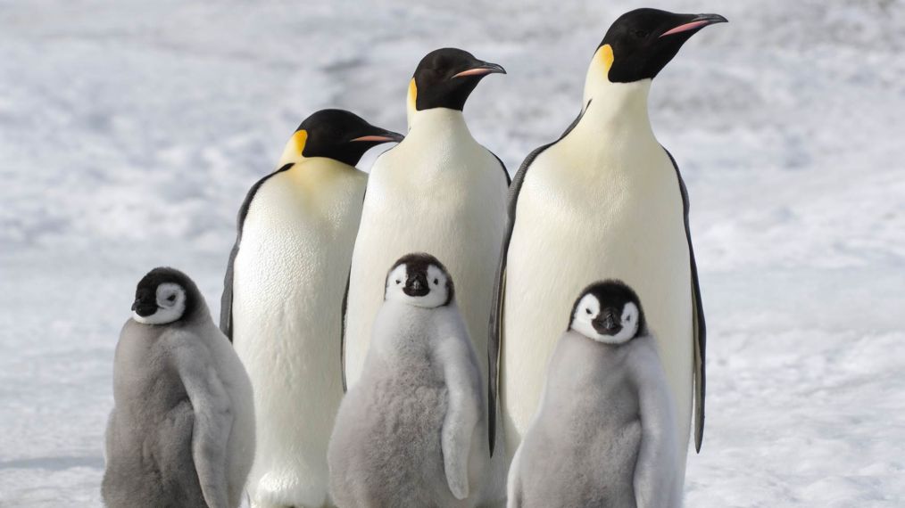 13 Amazing (and Adorable) Photos From Hulu's 'March of the Penguins 2 ...