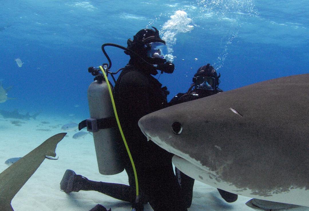 All the Shark Week 2018 Celebrity Appearances, Ranked