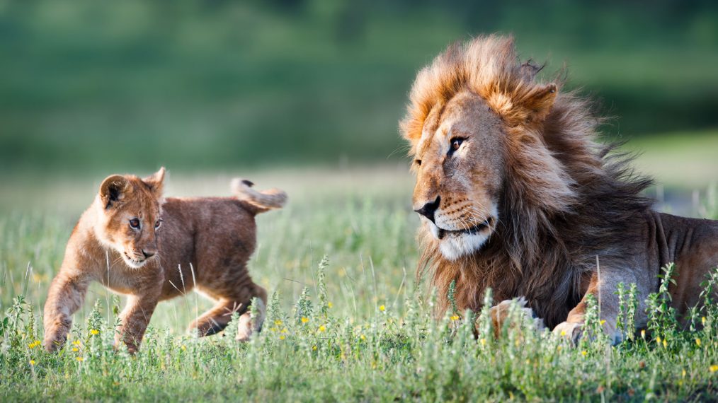 ‘Dynasties’: David Attenborough’s Wildlife Series Is a Whole New ...