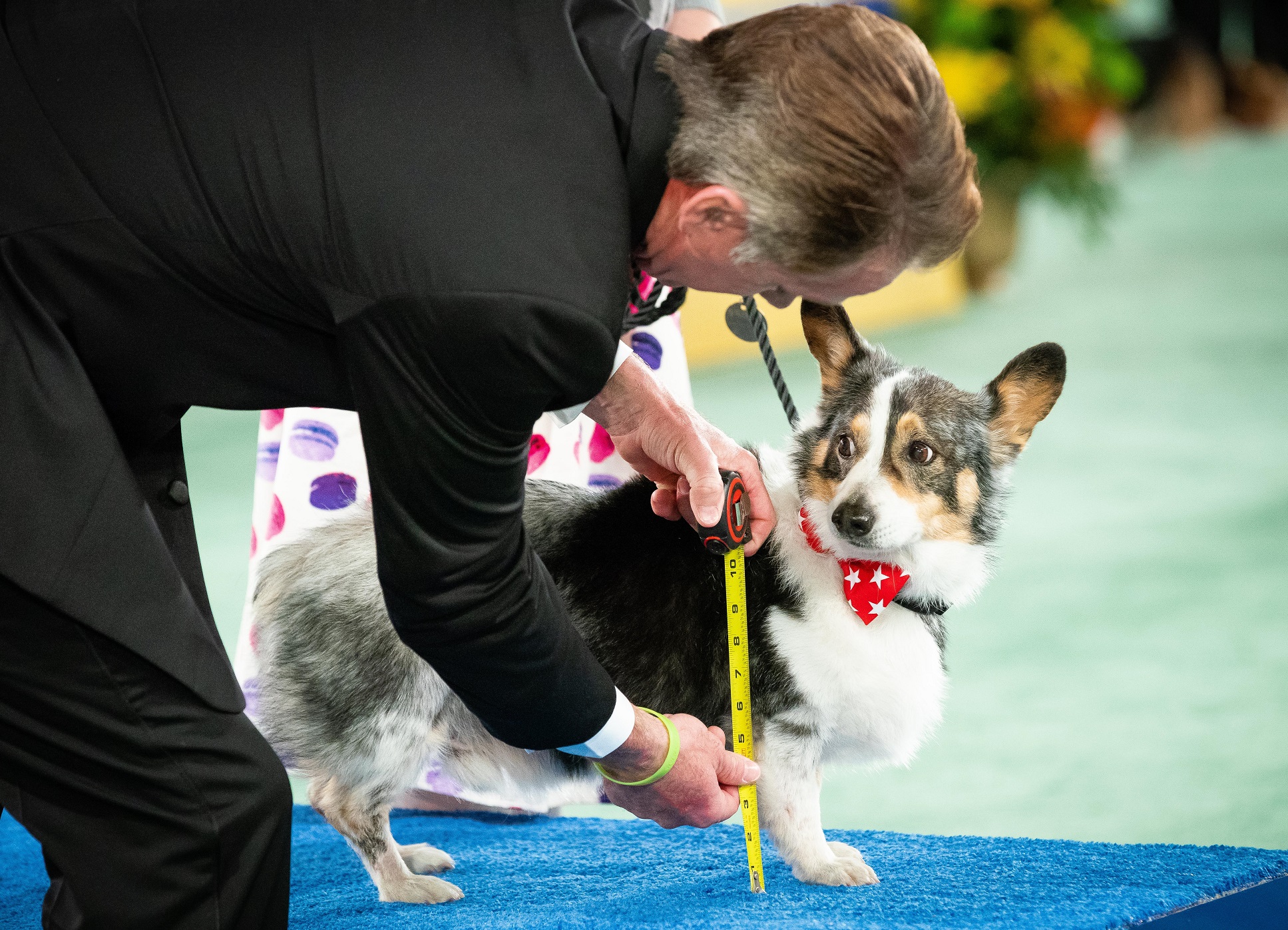 The Heartwarming 2019 American Rescue Dog Show Expands to Two Nights