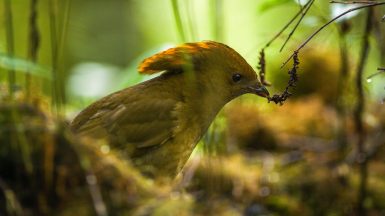 Get a First Look at Netflix's 'Dancing with the Birds' Documentary (VIDEO)