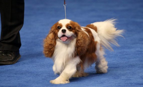 How to Watch the 2019 National Dog Show on Thanksgiving Day