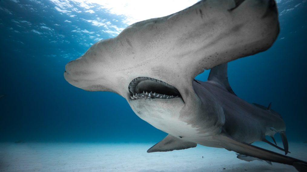 Shark Week Begins, Dragons at War, Dr. Pol Signs Off, More of ‘Three ...