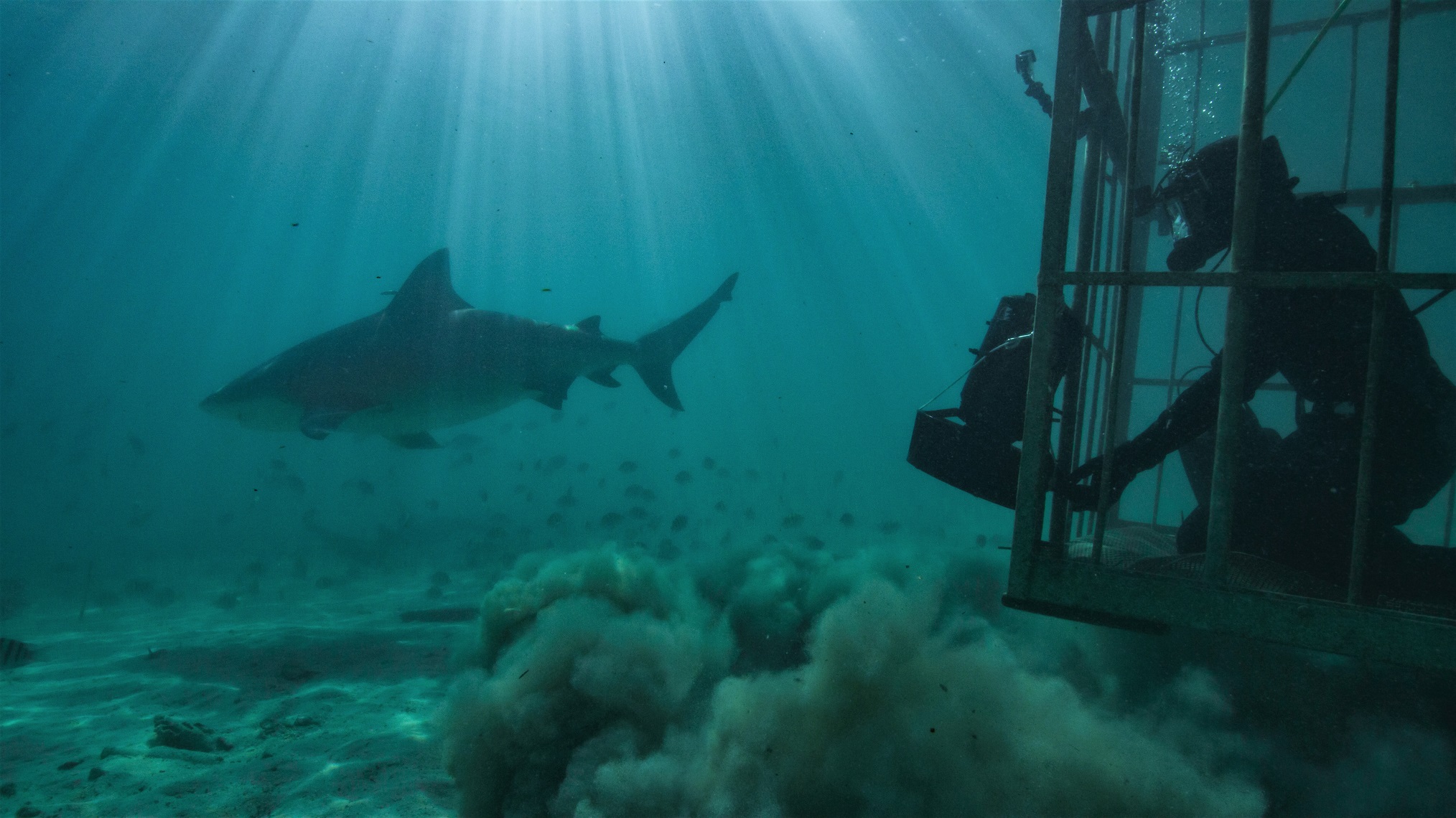 Worth Watching: Beware the 'Sharkcano,' Netflix Samples Latin America ...