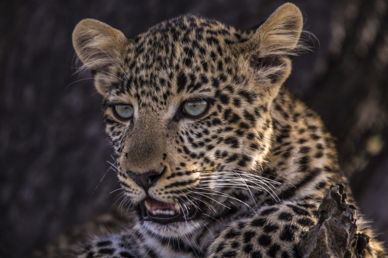 'Jade Eyed Leopard' Kicks off Nat Geo WILD's 10th Big Cat Week (VIDEO)