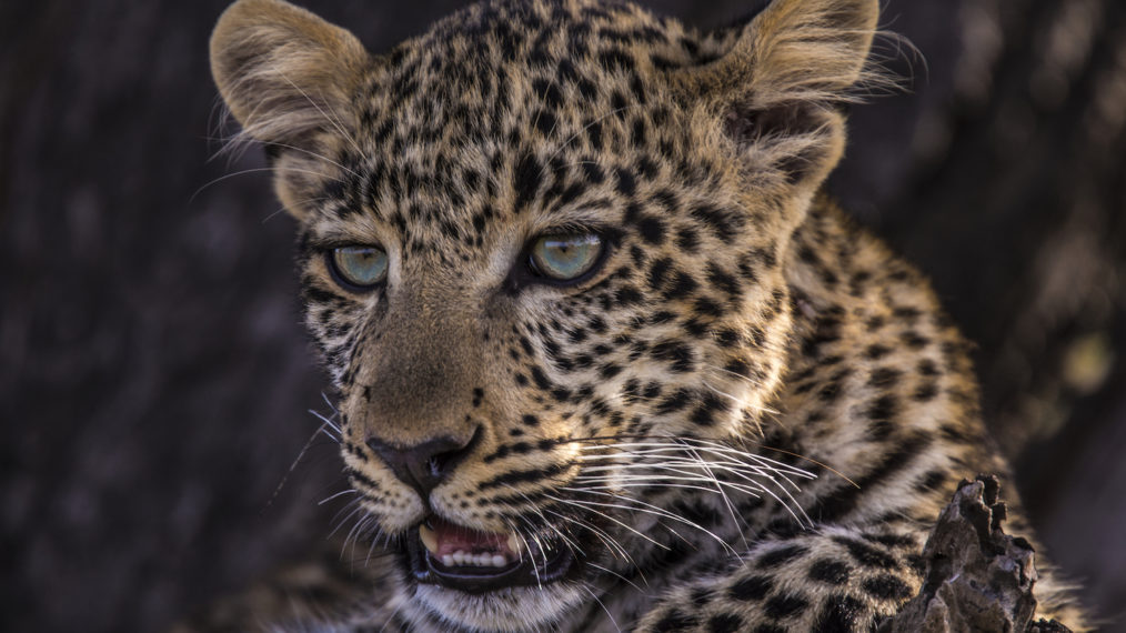 'Jade Eyed Leopard' Kicks off Nat Geo WILD's 10th Big Cat Week (VIDEO)