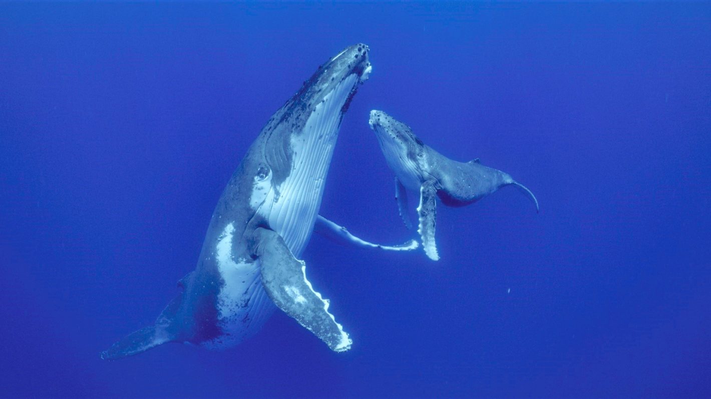 See How Humpbacks Communicate in 'Secrets of the Whales' Sneak Peek (VIDEO)