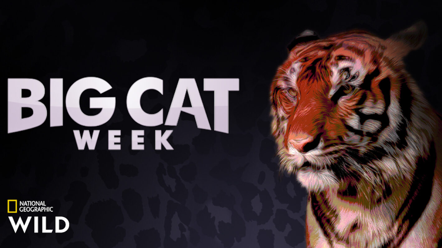 Big Cat Week: Get the Full Schedule, Including 'Betty White Goes Wild!'