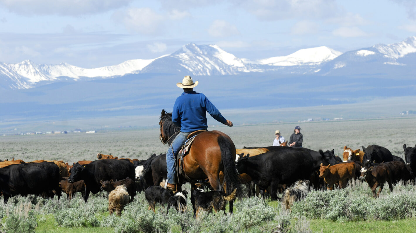 Hallmark Channel Greenlights Rodeo Drama Series ‘Ride’