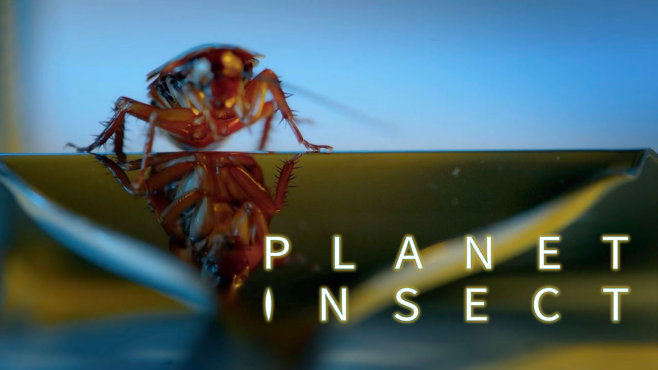 Planet Insect - Curiosity Stream Docuseries - Where To Watch