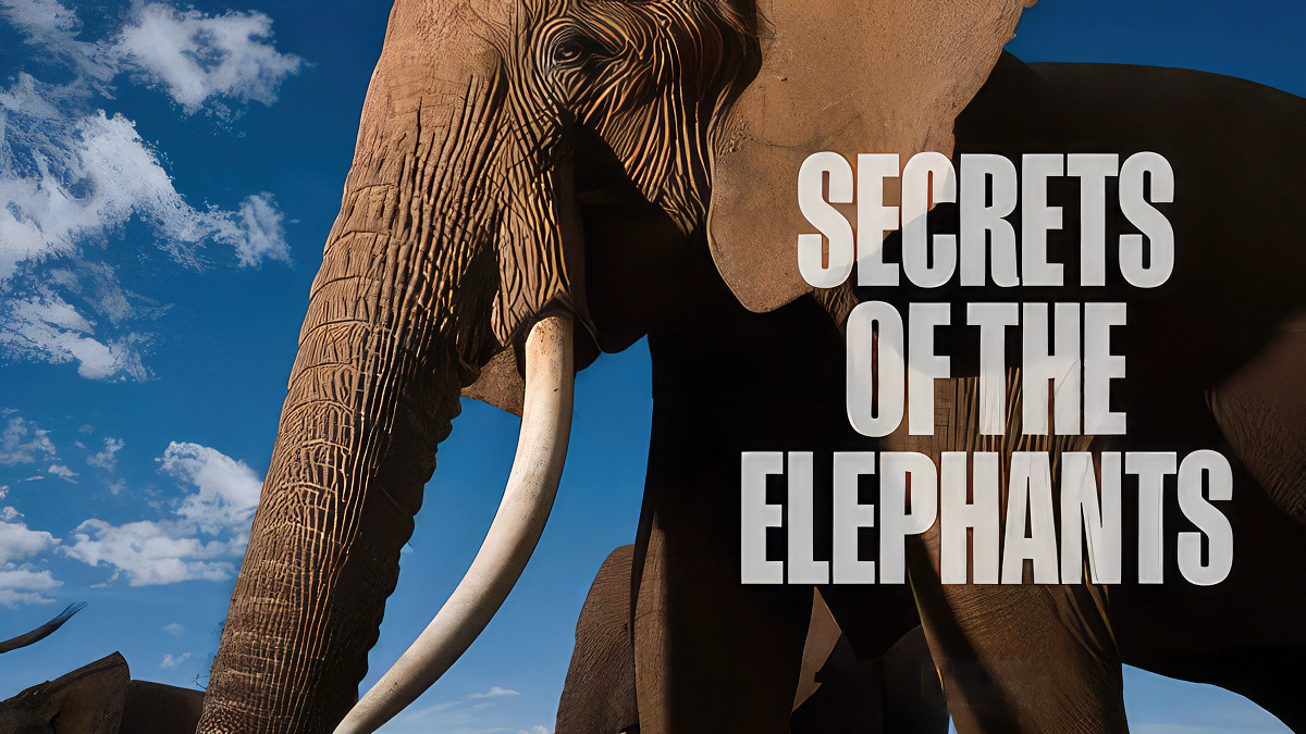 Secrets of the Elephants - Nat Geo Docuseries