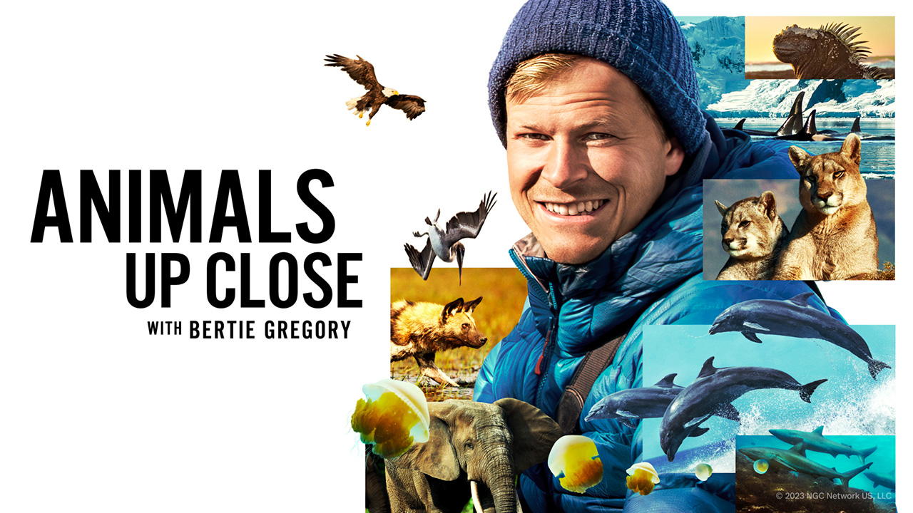 Animals up Close With Bertie Gregory - Nat Geo Reality Series