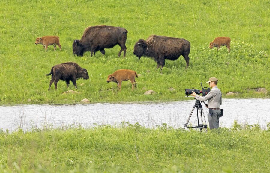 The American Buffalo - PBS Docuseries - Where To Watch