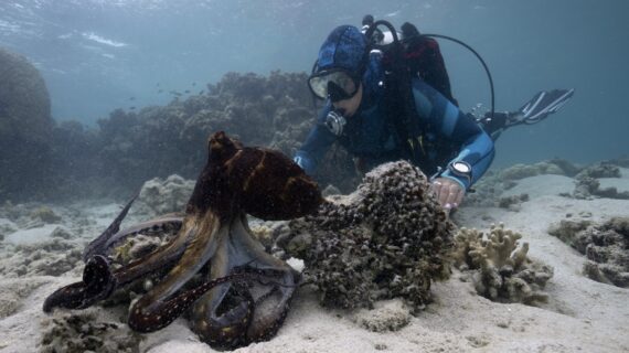'Secrets of the Octopus' Takes a Deep Dive Into the Mesmerizing Animals ...