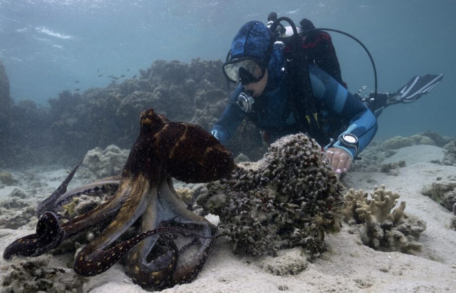 Secrets of the Octopus - Nat Geo & Disney+ Reality Series - Where To Watch