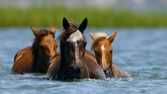'The Americas': Why You'll See the Continent's Wildlife in a 'Whole New ...