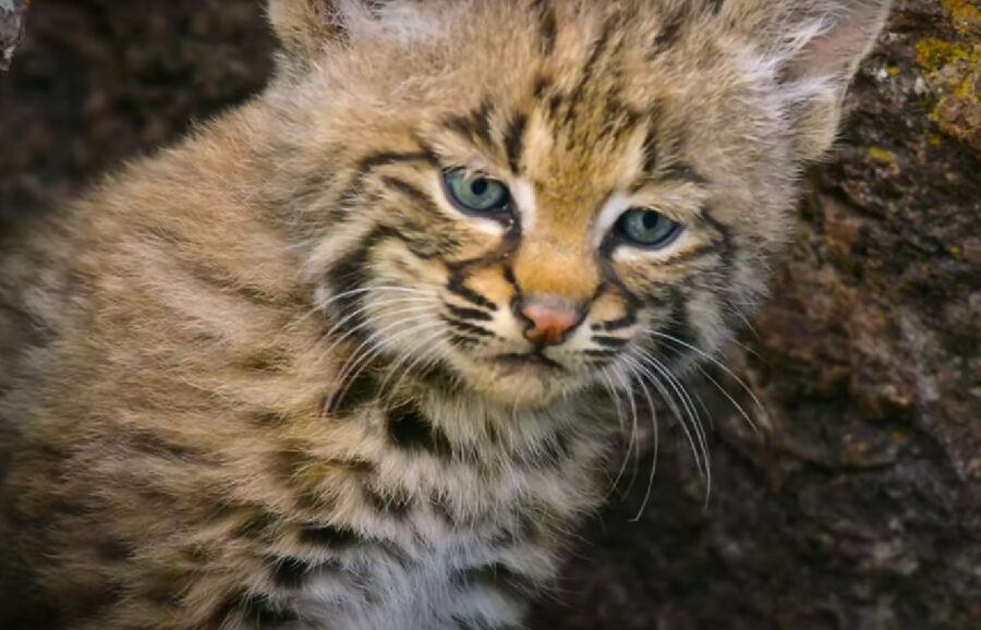 The Americas - NBC & Peacock Reality Series - Where To Watch