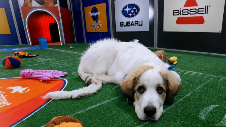 Puppy Bowl 2025 Champions Revealed — Did Team Ruff or Team Fluff Win?