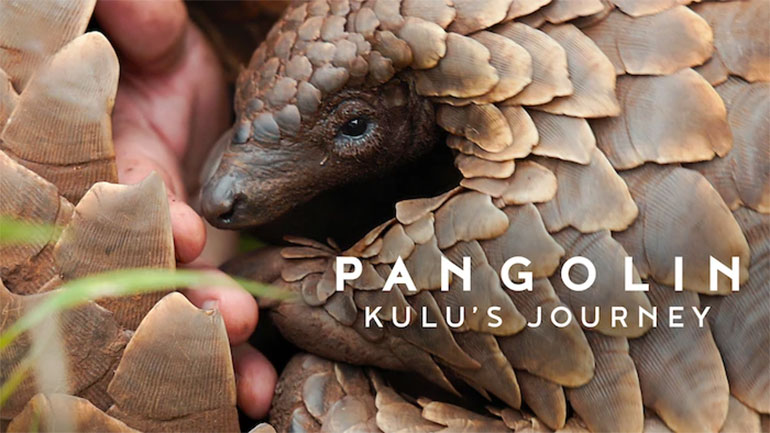 Pangolin: Kulu's Journey - Netflix Documentary