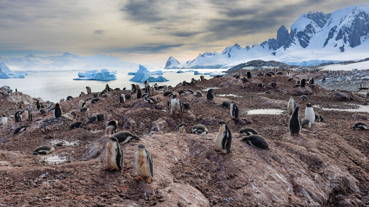 'Secrets of the Penguins' Premiere: Creator Teases Never-Before-Seen ...