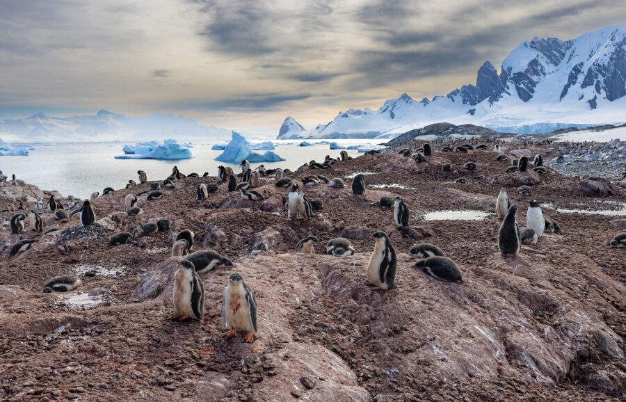 Secrets of the Penguins - Nat Geo & Disney+ Docuseries - Where To Watch