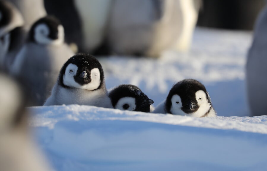 The Americas - NBC & Peacock Reality Series - Where To Watch